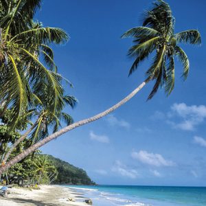 Biodiversidad, ecosistemas y habitats marinos del Caribe - Comunidad ...